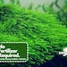 BUY2GET1FREE Java Moss, Bogor Moss Aquarium Plant Easy Aquarium Plant ...