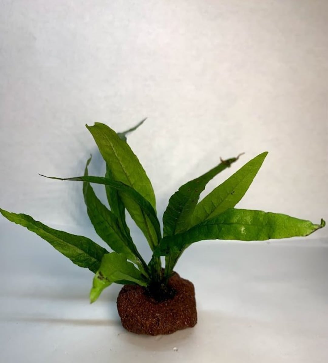 Java Fern on Lava Rock Live Aquarium Pond Plant - Etsy