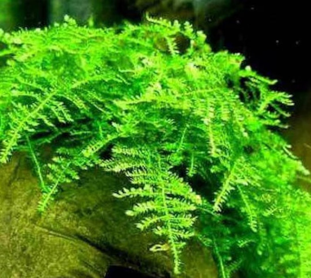 BUY 2 GET 1 FREE Christmas Moss Xmas Moss Vesicularia Montagnei Easy ...