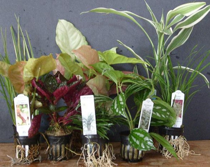 Mini Terrarium Plants 6 Plants 2 Pots Fairy Garden Plants Assorted ...