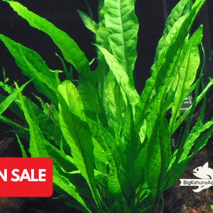 Aquarium Plants - Etsy