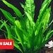 BUY2GET1FREE Java Moss, Bogor Moss Aquarium Plant | Easy Aquarium Plant ...