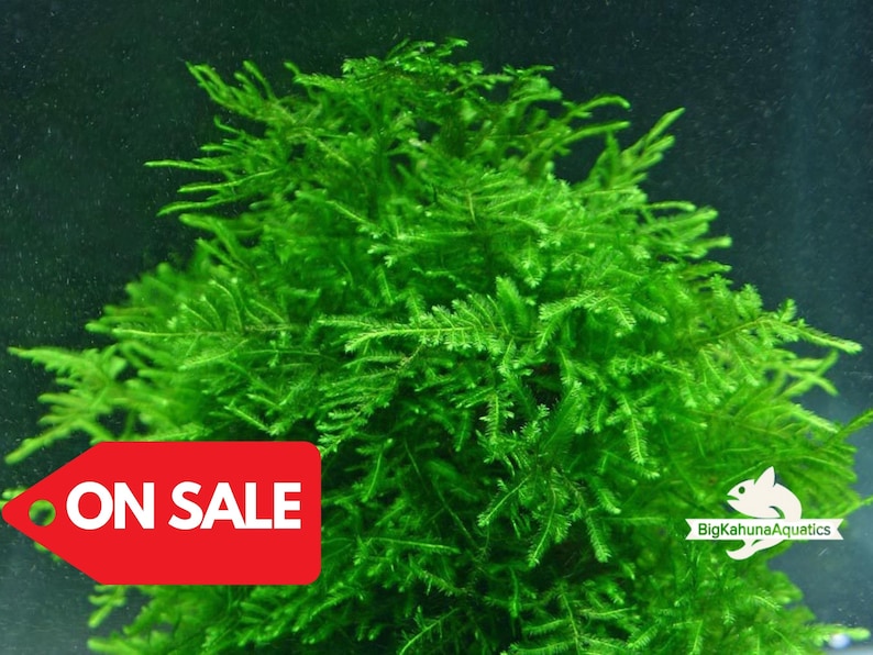 BUY2GET1FREE Java Moss Bogor Moss Aquarium Plant Easy - Etsy