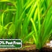 BUY2GET1FREE Java Moss, Bogor Moss Aquarium Plant | Easy Aquarium Plant ...