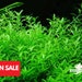 BUY2GET1FREE Java Moss, Bogor Moss Aquarium Plant Easy Aquarium Plant ...