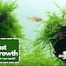 BUY2GET1FREE Java Moss, Bogor Moss Aquarium Plant Easy Aquarium Plant ...
