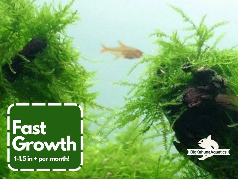 Buy BUY2GET1FREE Java Moss Bogor Moss Aquarium Plant Easy Online in ...