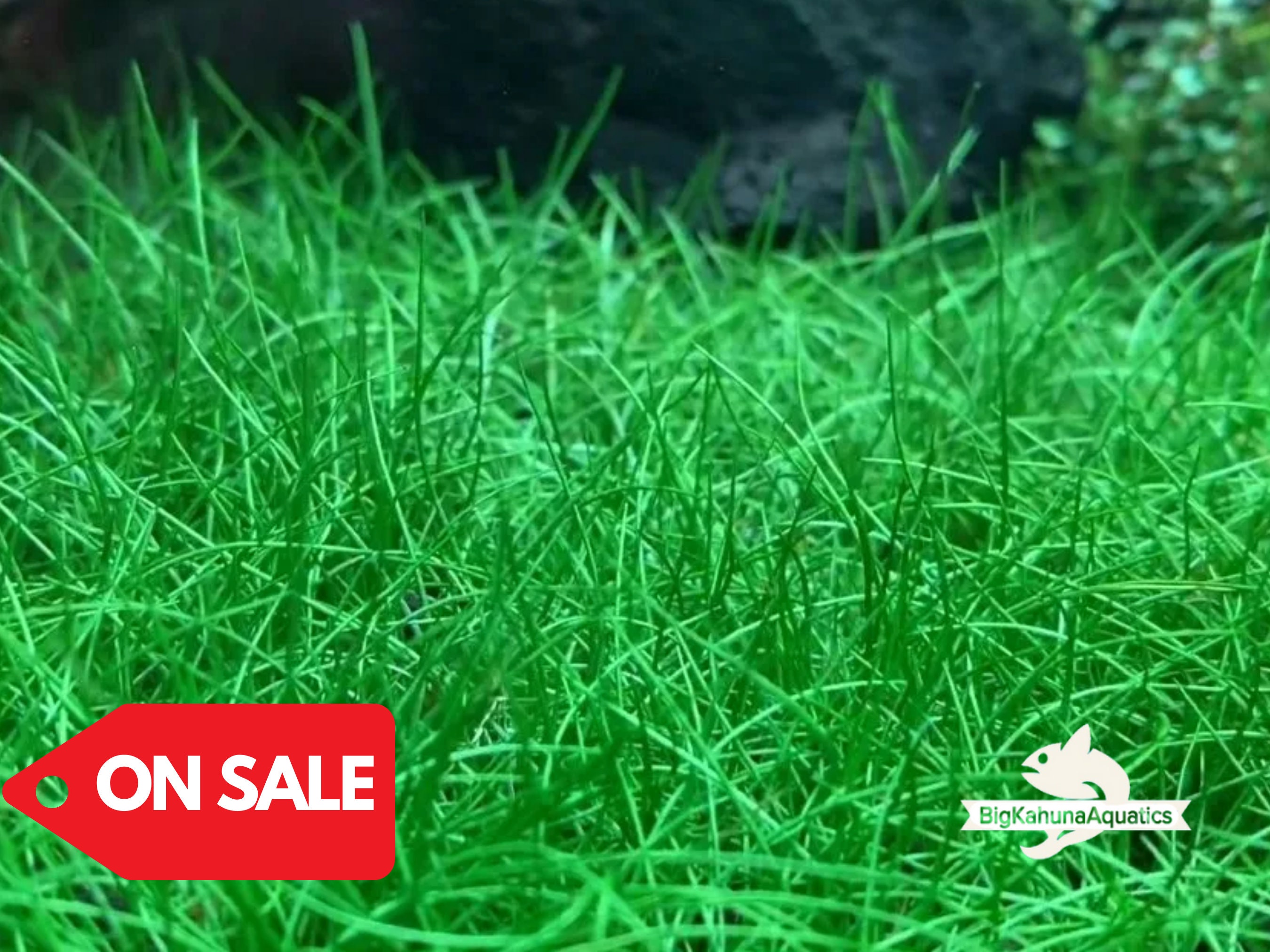 Eleocharis Acicularis Vs Parvula