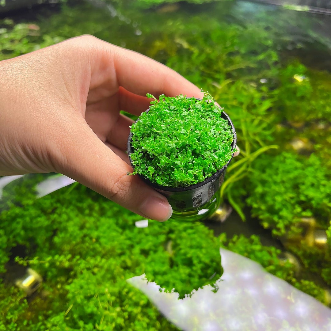 BUY2GET1FREE Dwarf Baby Tears Pot Live Aquarium Pond Plants - Etsy