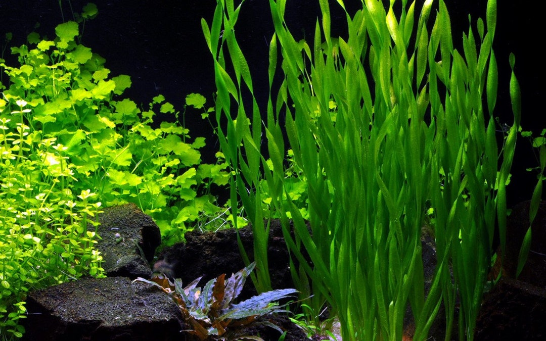 BUY 2 GET 1 FREE Corkscrew Val! (vallisneria Contortionist)-easy Live ...