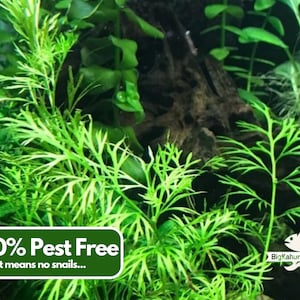 BUY 2 GET 1 FREE Water Sprite Lace Leaf (water Fern, Indian Fern)-easy ...