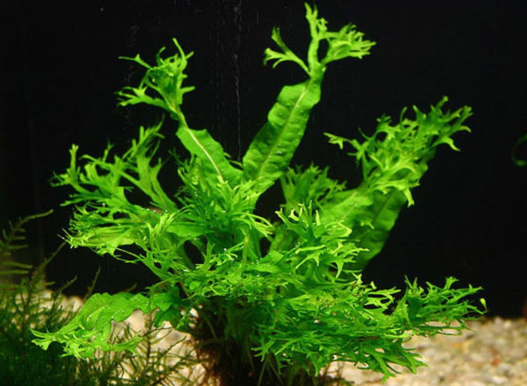 BUY2GET1FREE Java Fern Windelov/lace (microsorium Pteropus V. “windelov ...