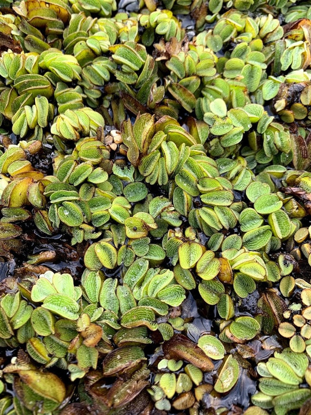 Water Spangles, Salvinia Rotundifolia Minima, Common Salvinia, Aquarium ...