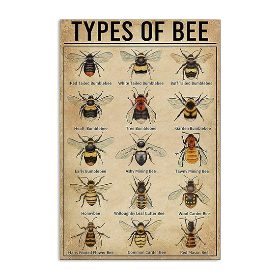 Types Of Bee Poster Bee Knowledge Bee Poster Types Of Bee | Etsy