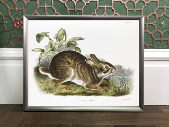 Swamp Hare Lepus Aquaticus Rabbit Audubon Giclée Print - Etsy