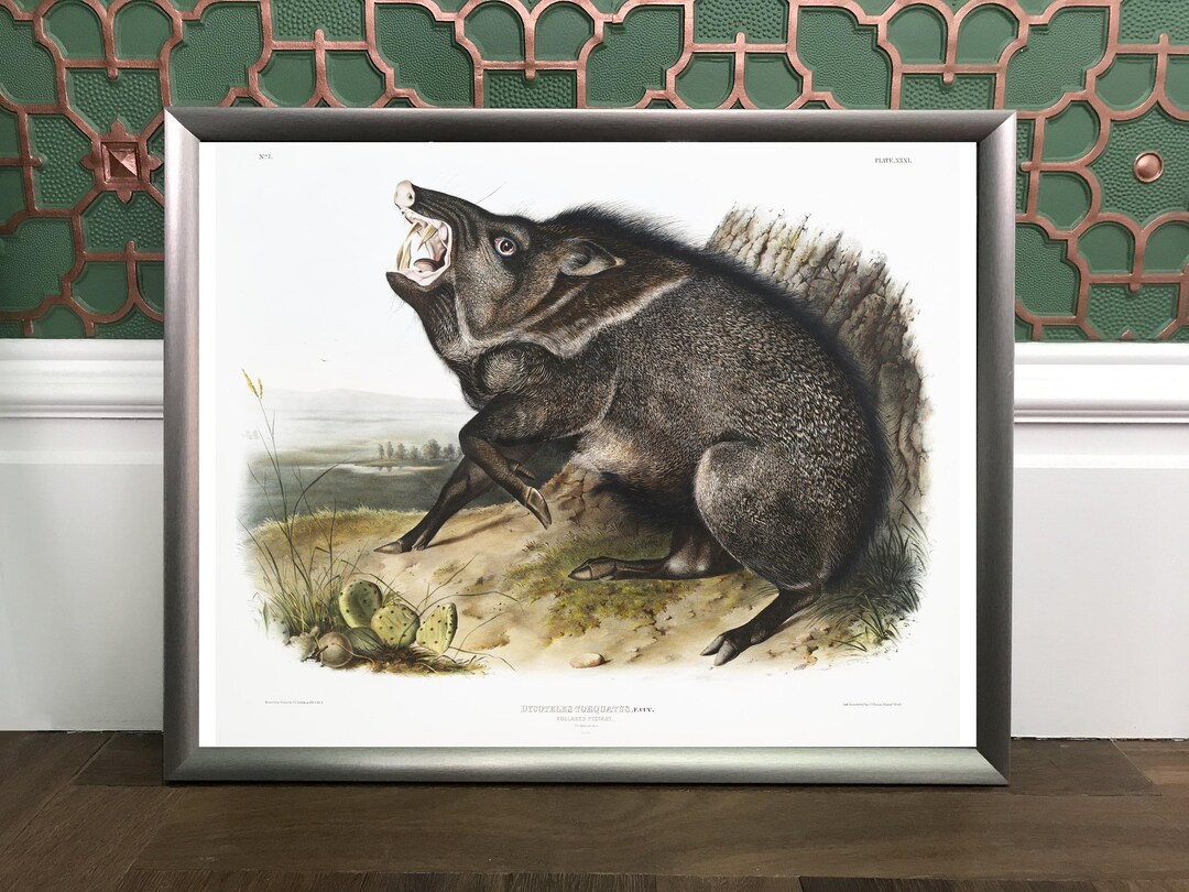 Collared Peccary Musk Hog Dycoteles Toquatus Print Audubon - Etsy.de