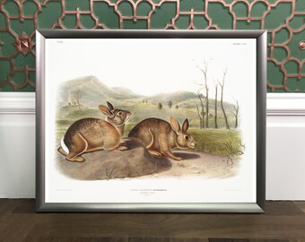 Audubon Rabbits Art Print Snowshoe Hare Northern Hare Brown - Etsy