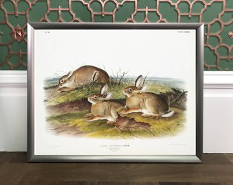 Audubon Rabbits Art Print, Snowshoe Hare, Northern Hare, Brown Rabbit ...