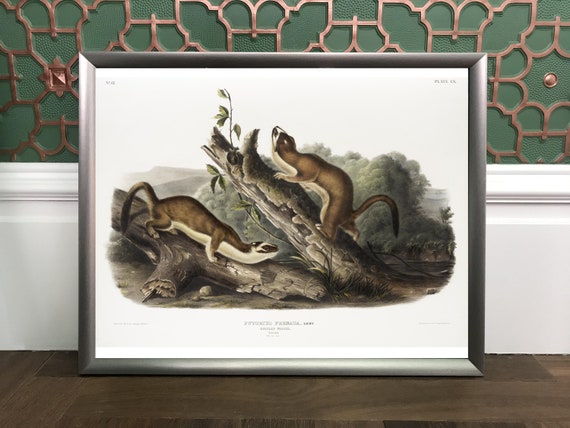 Bridled Weasel Putorius Frenata Audubon Giclée Print | Etsy