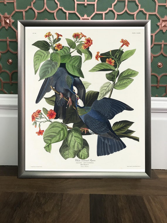 White-Crowned Pigeon Print Columba Leucocephala Audubon | Etsy
