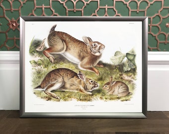 Audubon Rabbits Art Print, Snowshoe Hare, Northern Hare, Brown Rabbit ...