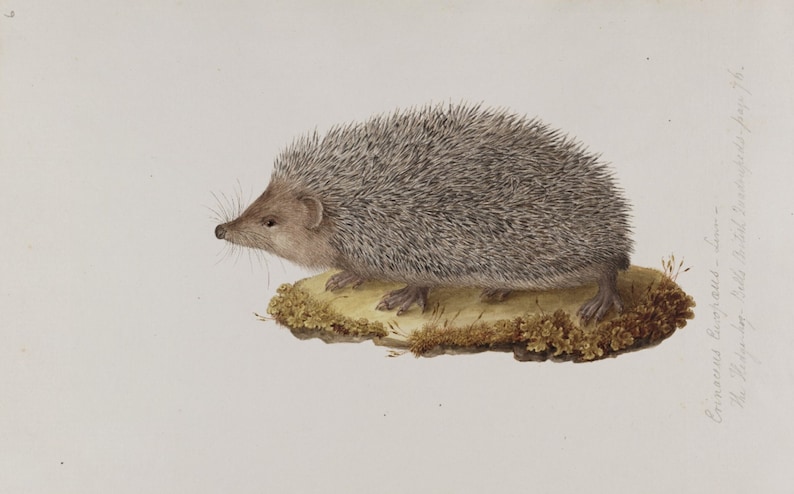 6. Erinaceus Europaeus - Drawings of the Animals of Greece and the ...