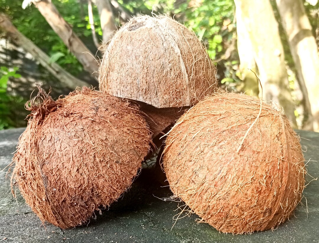 2pcs Shells Coconut Shell With Fiber Coconut Half Shell Coconut ...