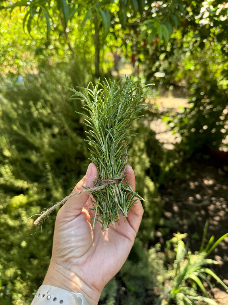 Fresh Tuscan Blue Rosemary Bundles Organic Botanical Homestead - Etsy