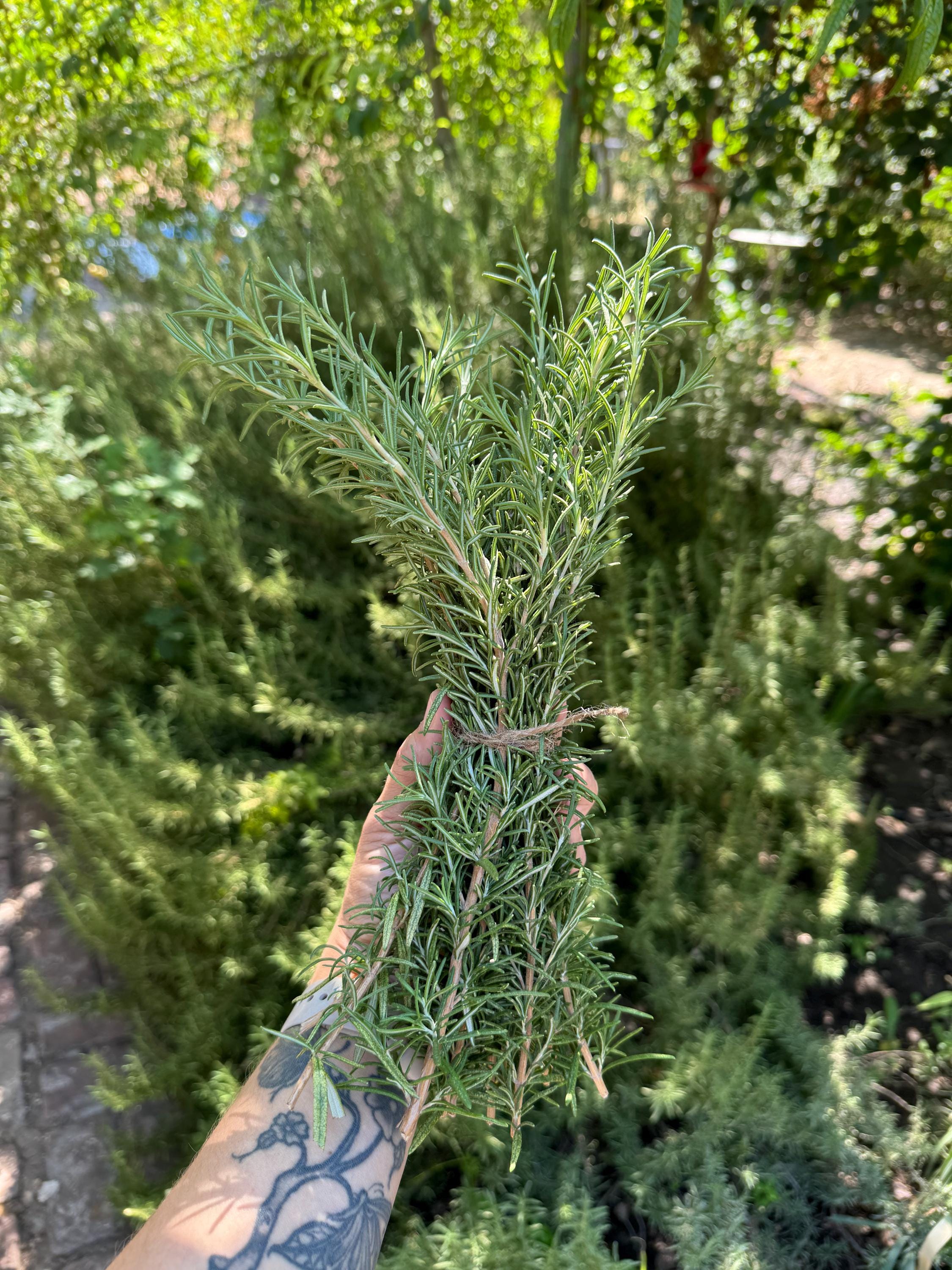 Fresh Tuscan Blue Rosemary Bundles Organic Botanical Homestead - Etsy