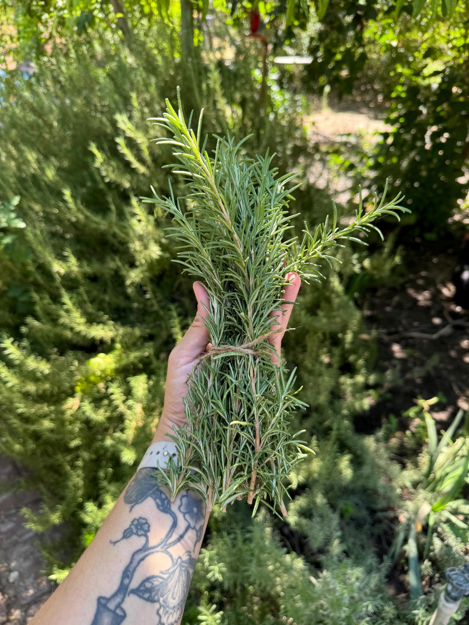 Fresh Tuscan Blue Rosemary Bundles Organic Botanical Homestead - Etsy
