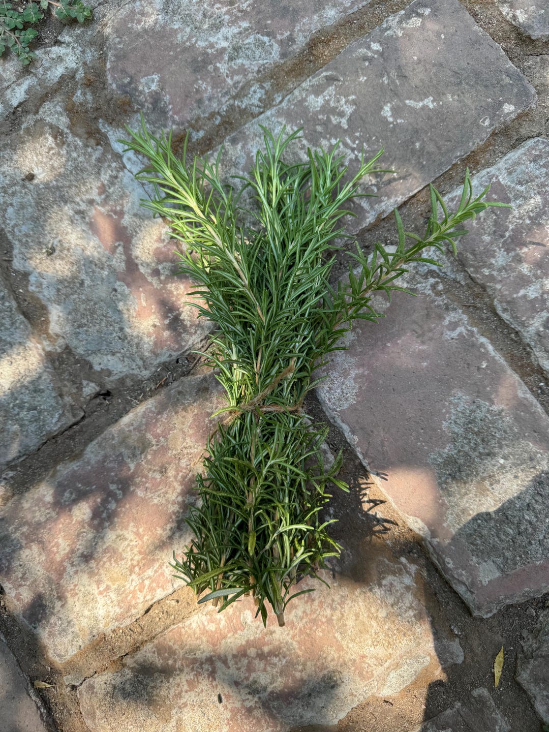 Fresh Tuscan Blue Rosemary Bundles Organic Botanical Homestead - Etsy