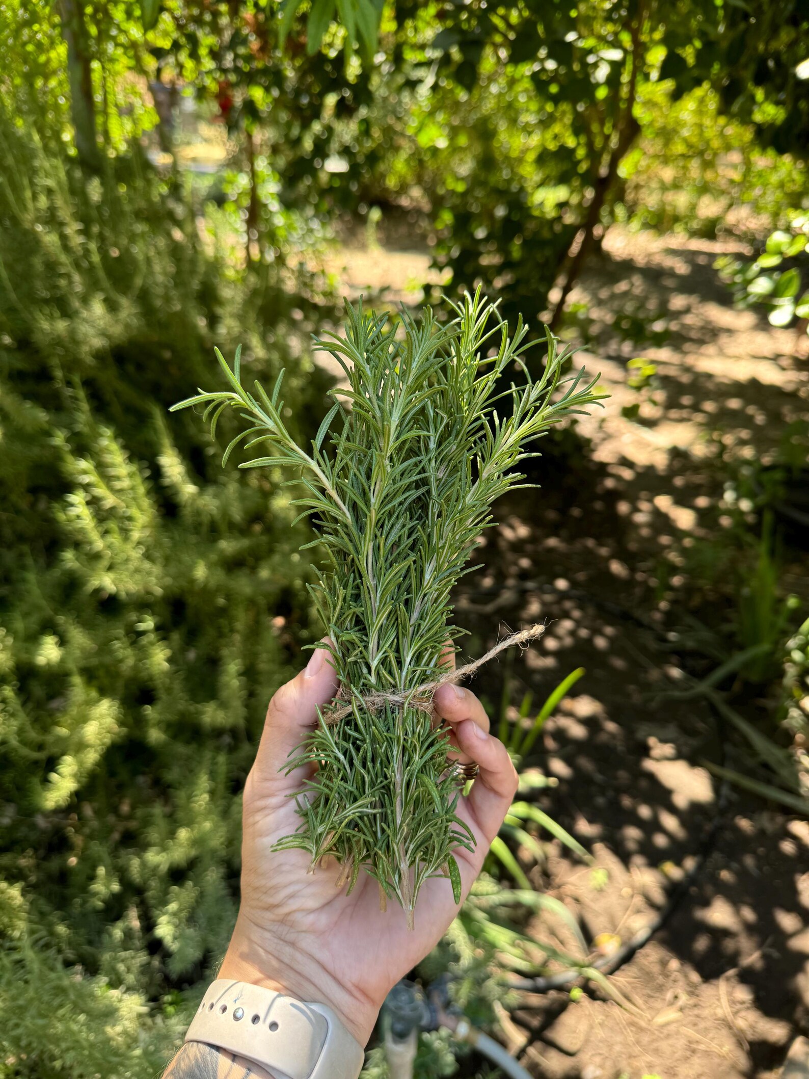 Fresh Tuscan Blue Rosemary Bundles Organic Botanical Homestead - Etsy