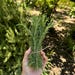 Fresh Tuscan Blue Rosemary Bundles Organic Botanical Homestead - Etsy