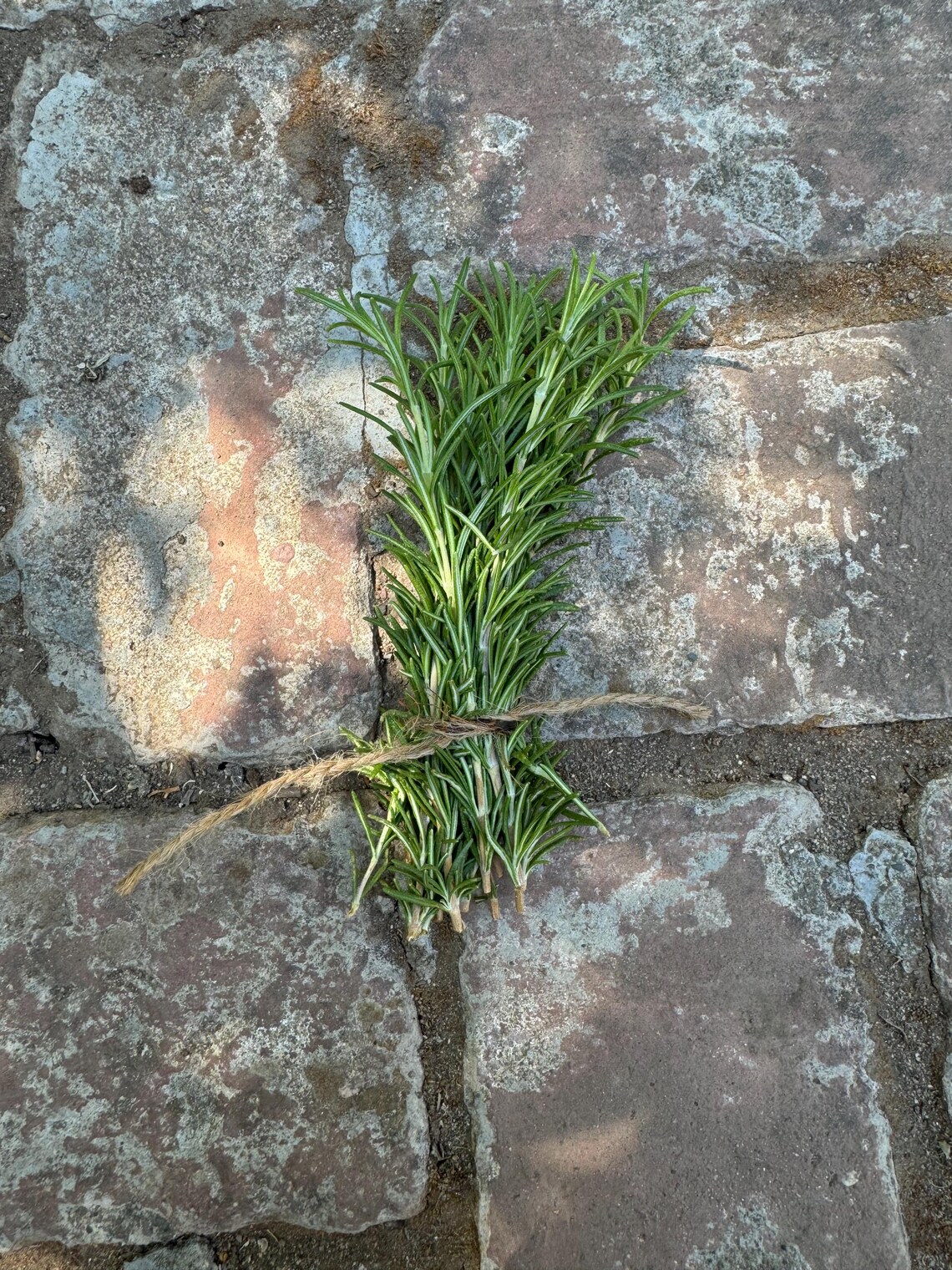 Fresh Tuscan Blue Rosemary Bundles Organic Botanical Homestead - Etsy