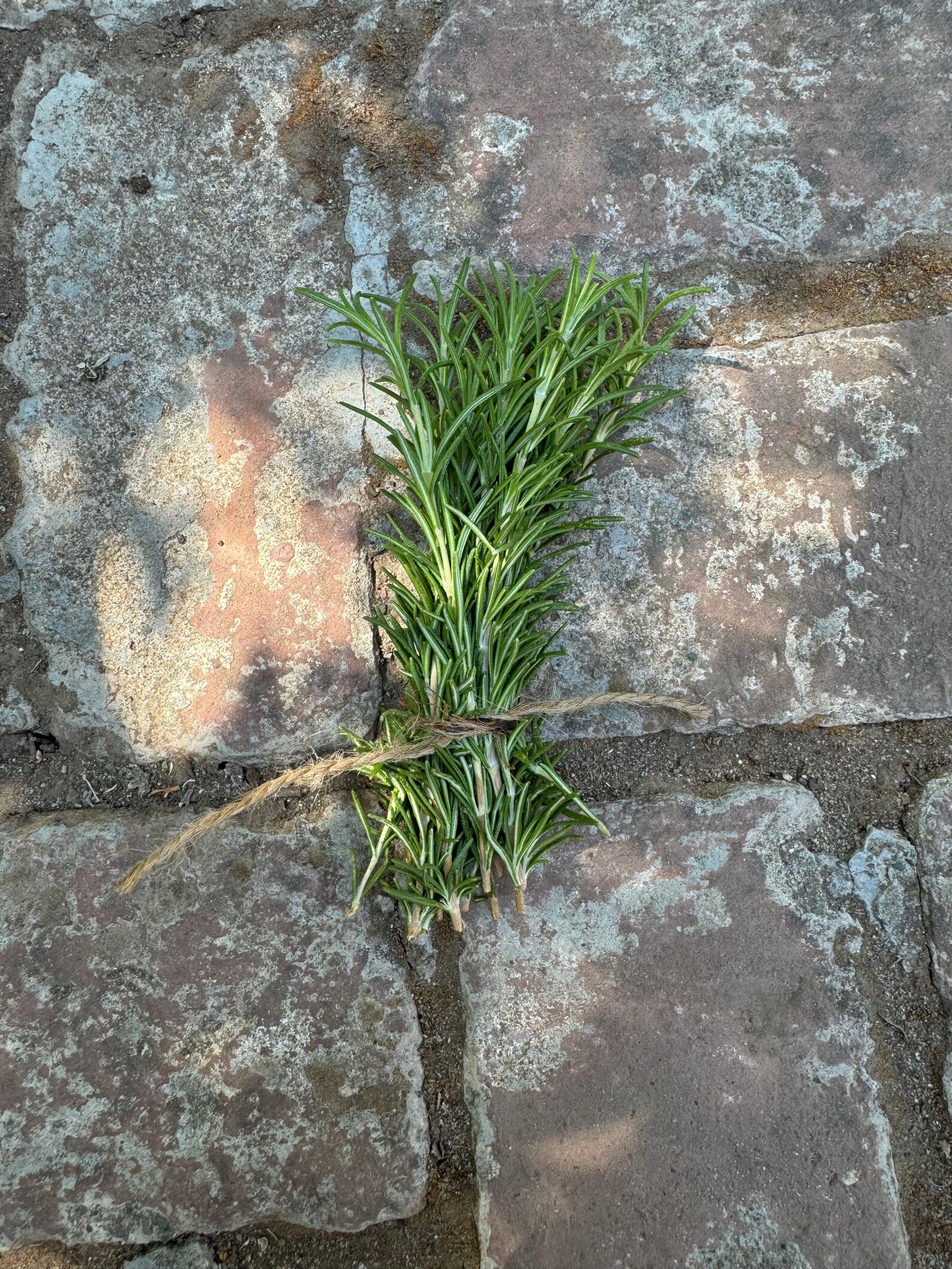 Fresh Tuscan Blue Rosemary Bundles Organic Botanical Homestead - Etsy