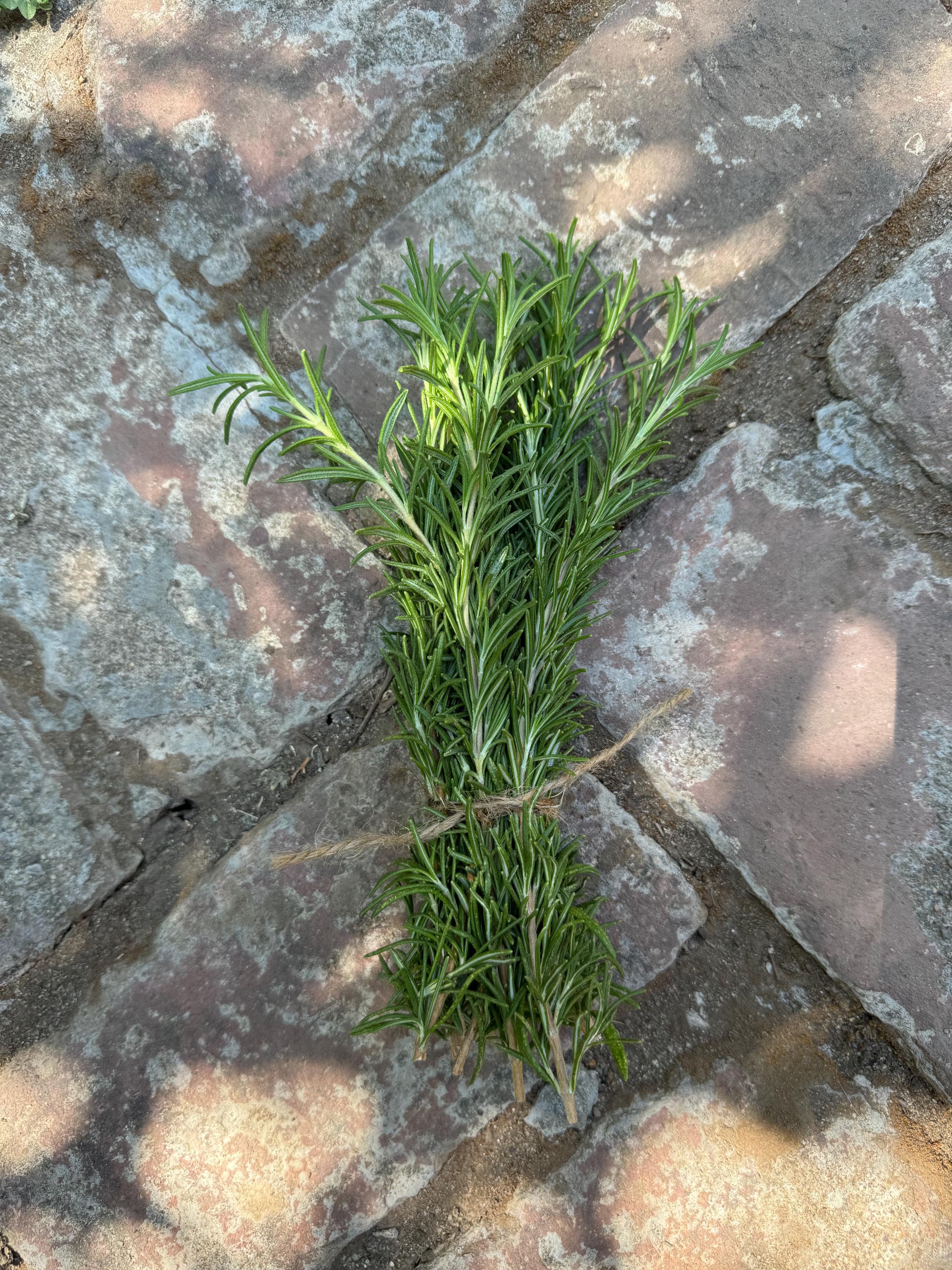 Fresh Tuscan Blue Rosemary Bundles Organic Botanical Homestead - Etsy