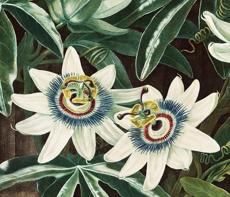 Passiflora Flowers Art Print White Passionfruit Flower Wall | Etsy