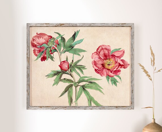 Vintage Peony Illustration Vintage Bloemen No1 Poster – Studio