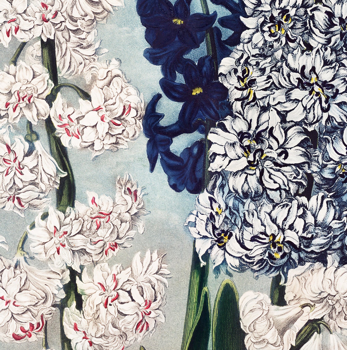 Hyacinths Botanical Art Print Georgian Era Antique Hyacinth - Etsy España