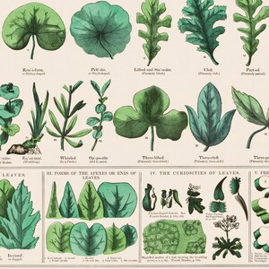 Antique Botanical Illustration Chart, Vintage Educational Leaves ...
