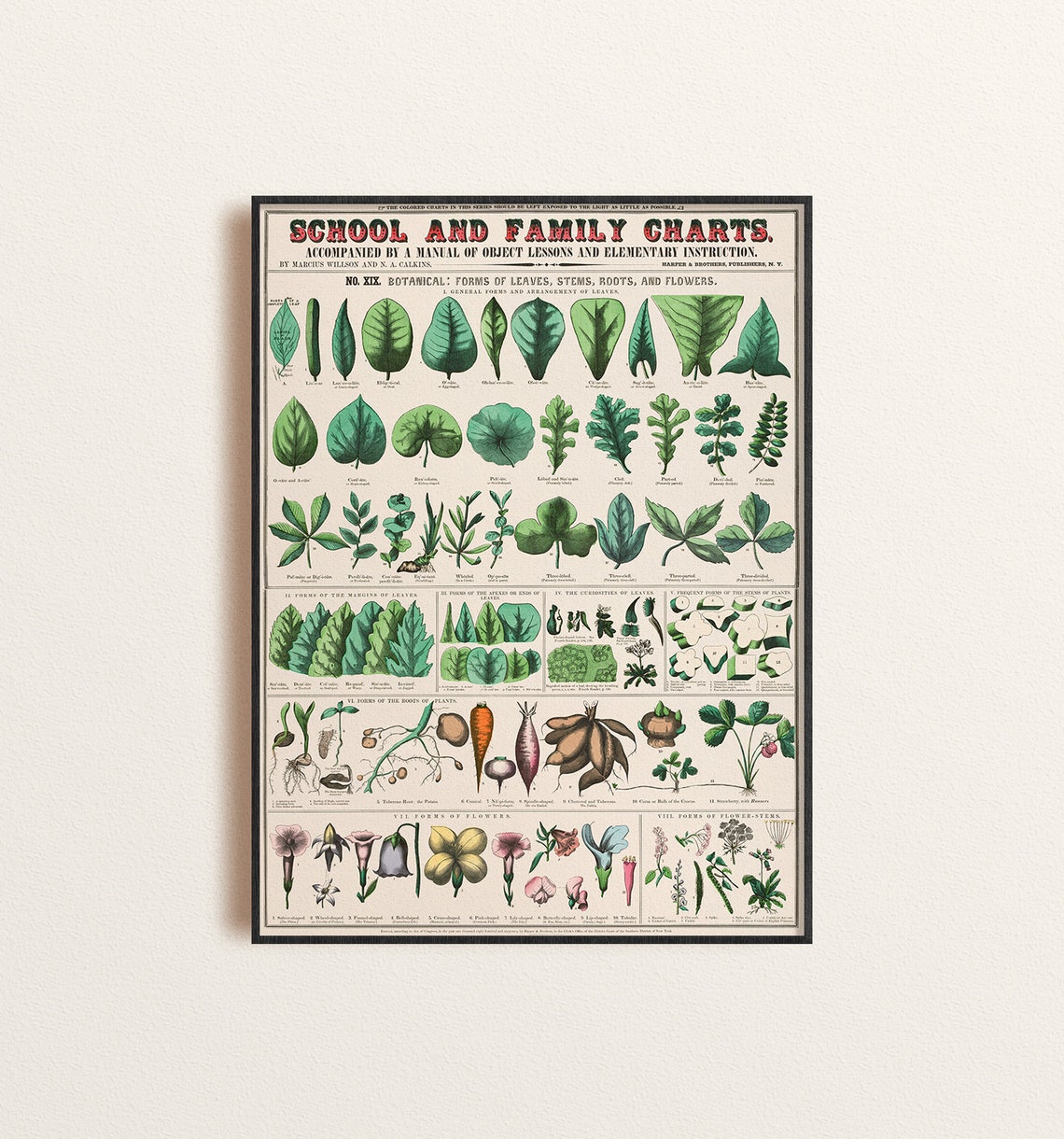 Antique Botanical Illustration Chart Vintage Educational | Etsy