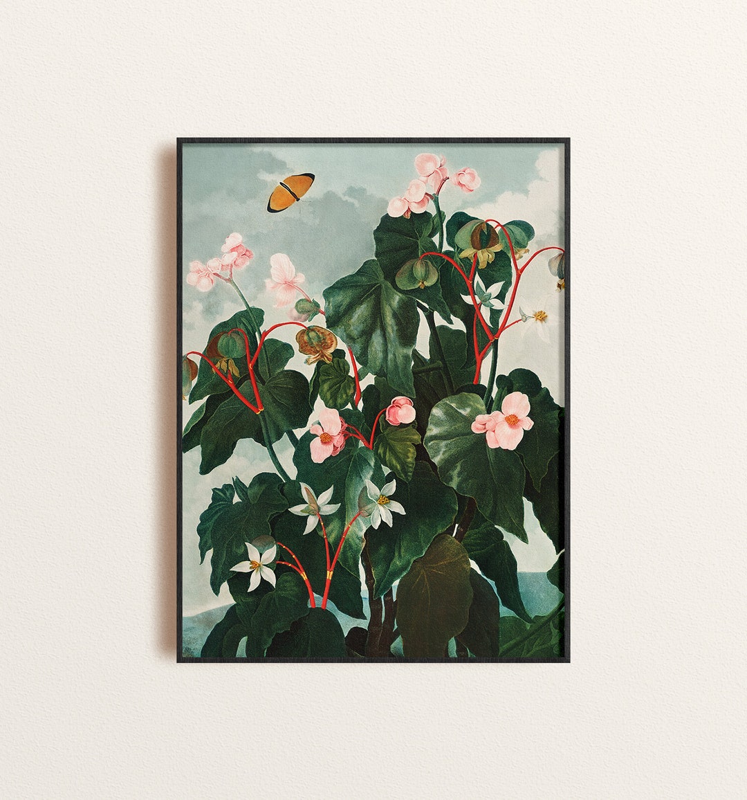 Pink Begonia Art Print, 1800's Begonia Flower Botanical Poster, Moody ...