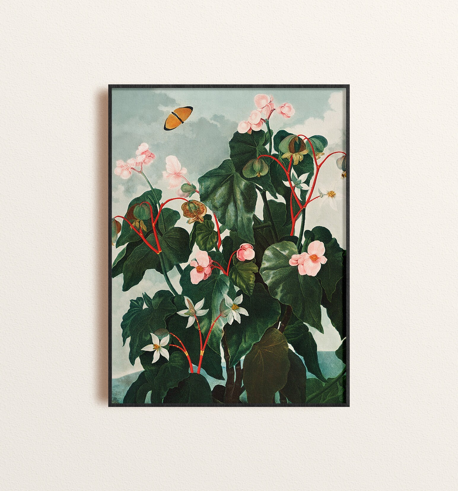 Pink Begonia Art Print, 1800's Begonia Flower Botanical Poster, Moody ...