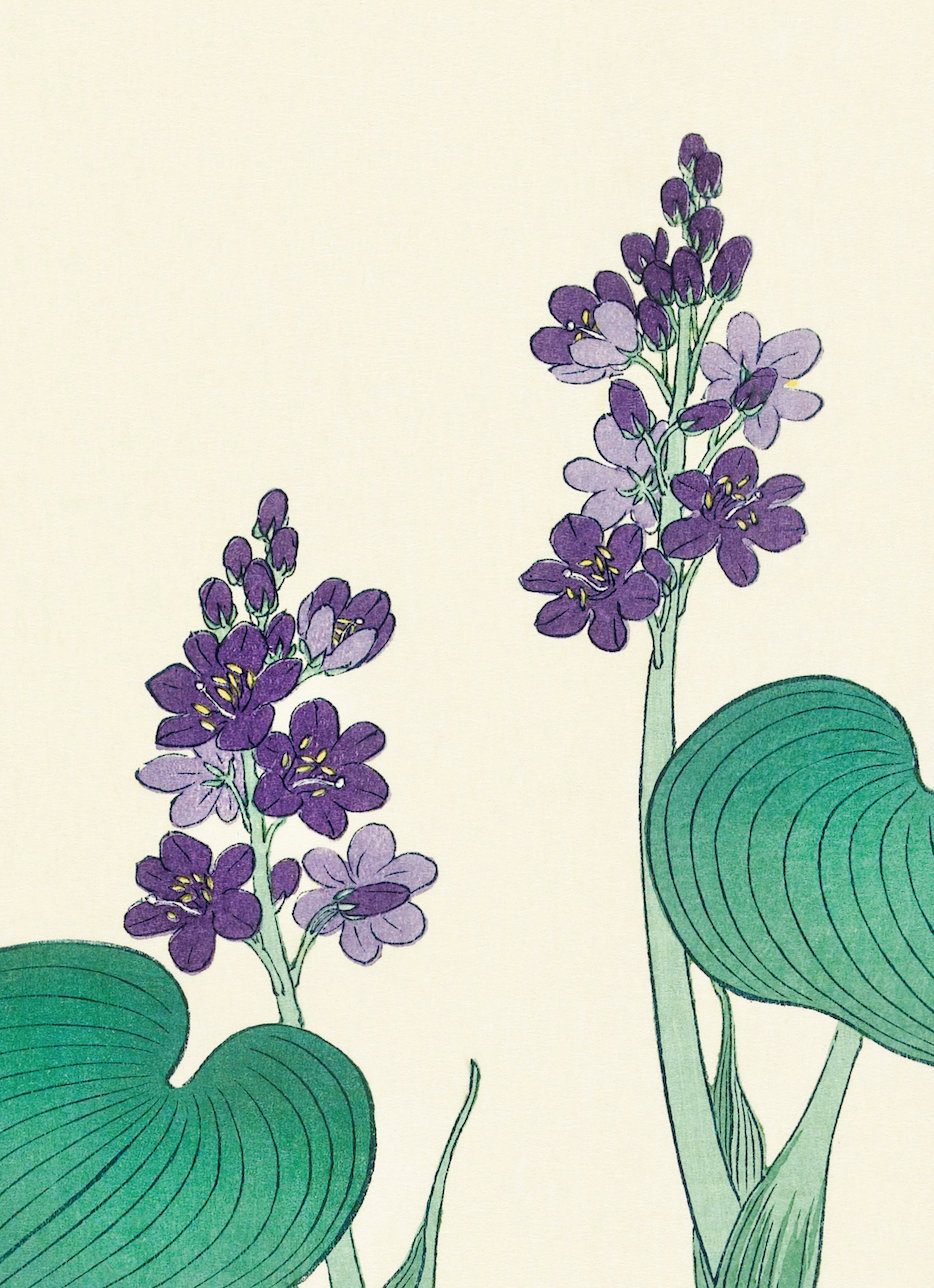 Hostas Botanical Illustration Giclee Poster Vintage Japanese | Etsy