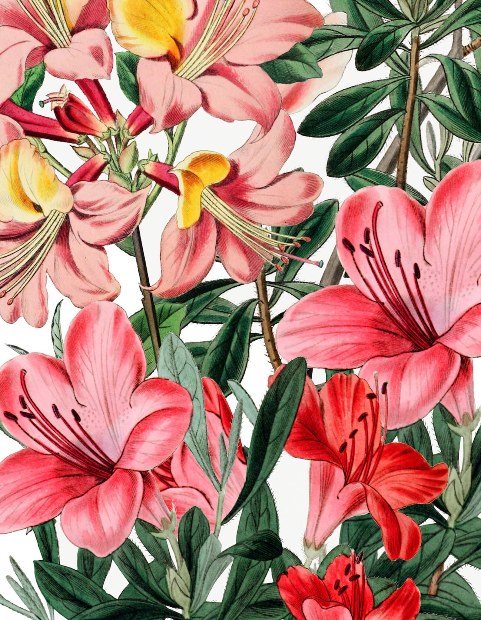 Azalea Art Print Vintage Azalea Botanical Illustration Pinks - Etsy