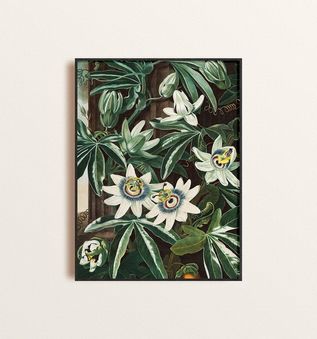 Passiflora Flowers Art Print, White Passionfruit Flower Wall Decor ...