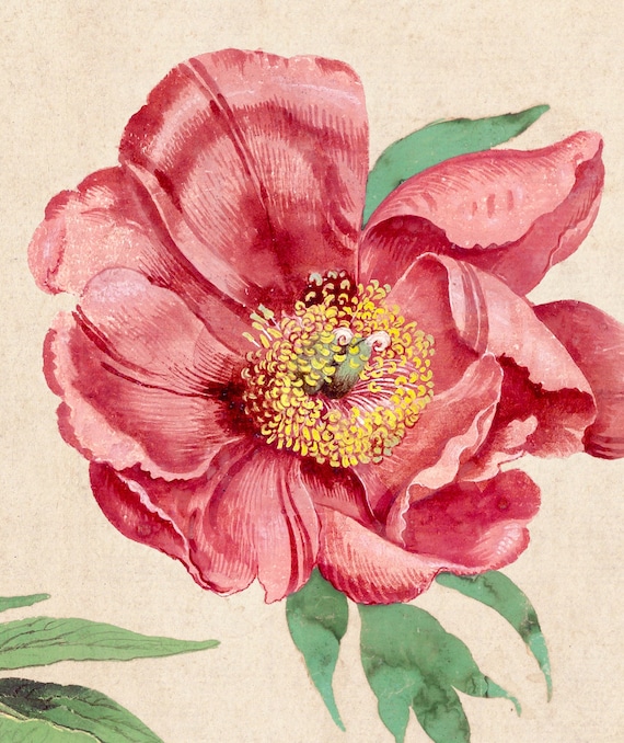 Vintage Peony Clipart Amazon.com: Vintage Mountain Peony Illustration