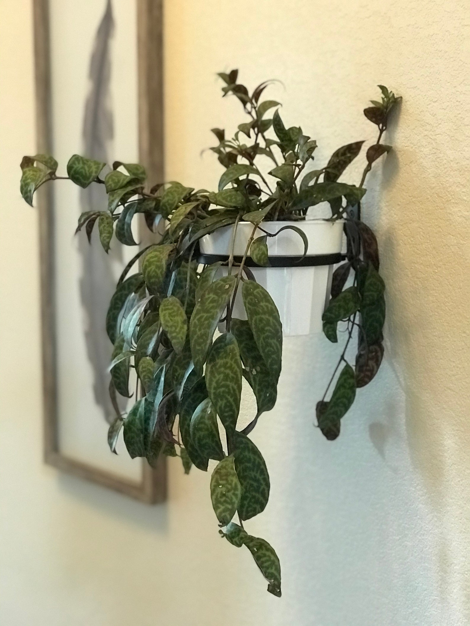 LINERY 4 Pack Matte Black Hanging Plant Pot Stand Flower Plant | Etsy