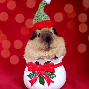 Crochet Elf Hat for Small Pets: Handmade Guinea Pig, Hamster, Cat ...