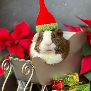 Crochet Elf Hat for Small Pets: Handmade Guinea Pig, Hamster, Cat ...